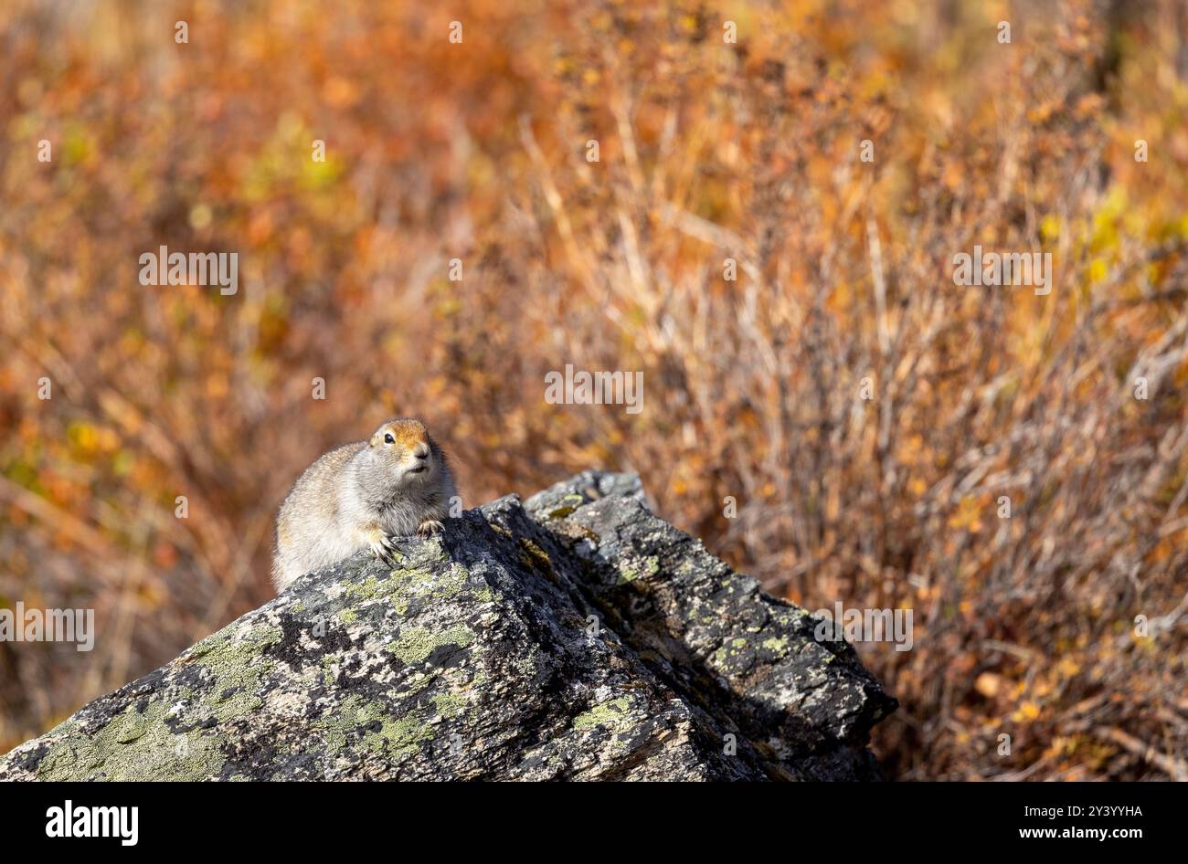 Cute Arctic ground Squirrel in Denali National Park Alaska in Autumn ...