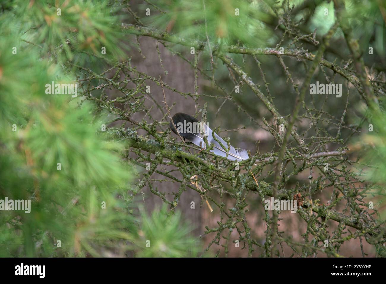 Pluma pluma pluma hi-res stock photography and images - Alamy
