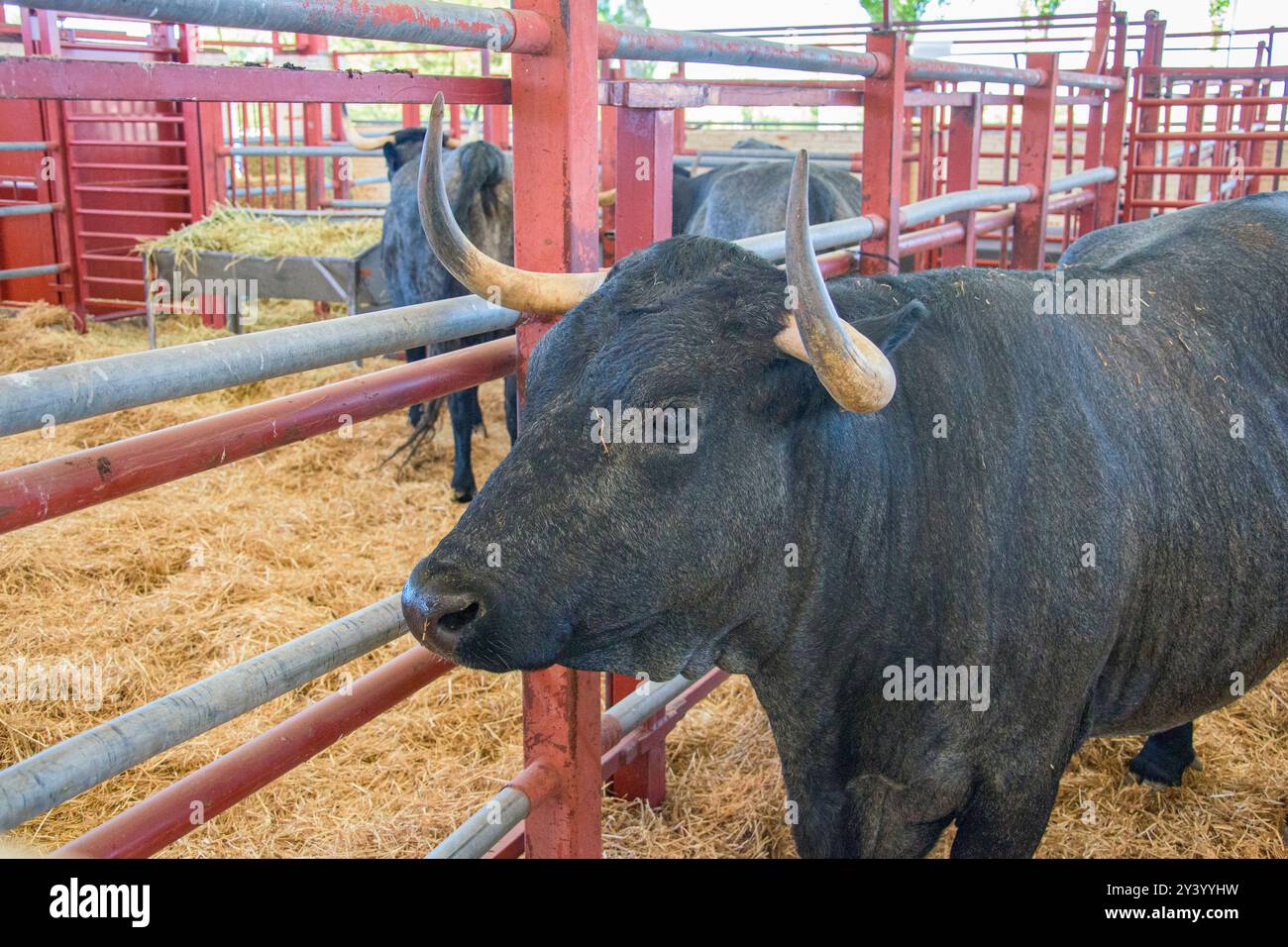 Imagen de un toro Stock Photo - Alamy