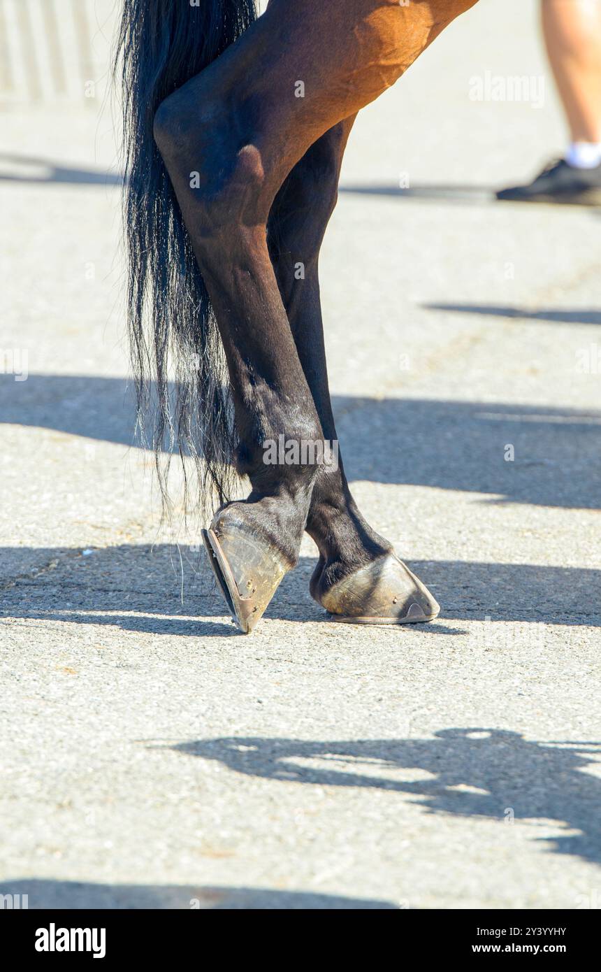 Pata caballo hi-res stock photography and images - Alamy