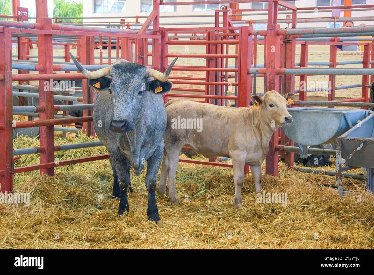 Vaca con su cria Stock Photo - Alamy