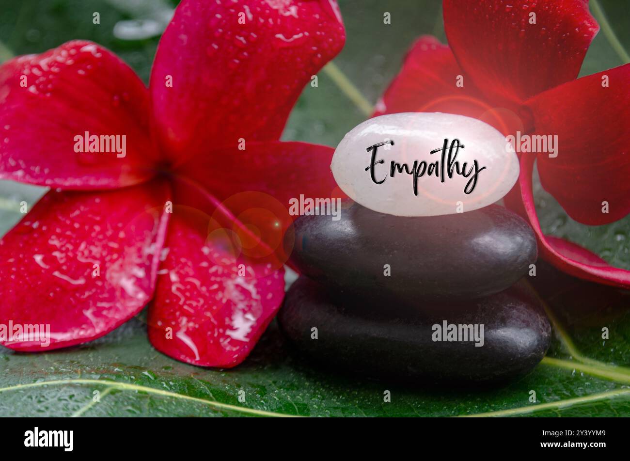 Empathy text engraved on white zen stones with zen flower background ...