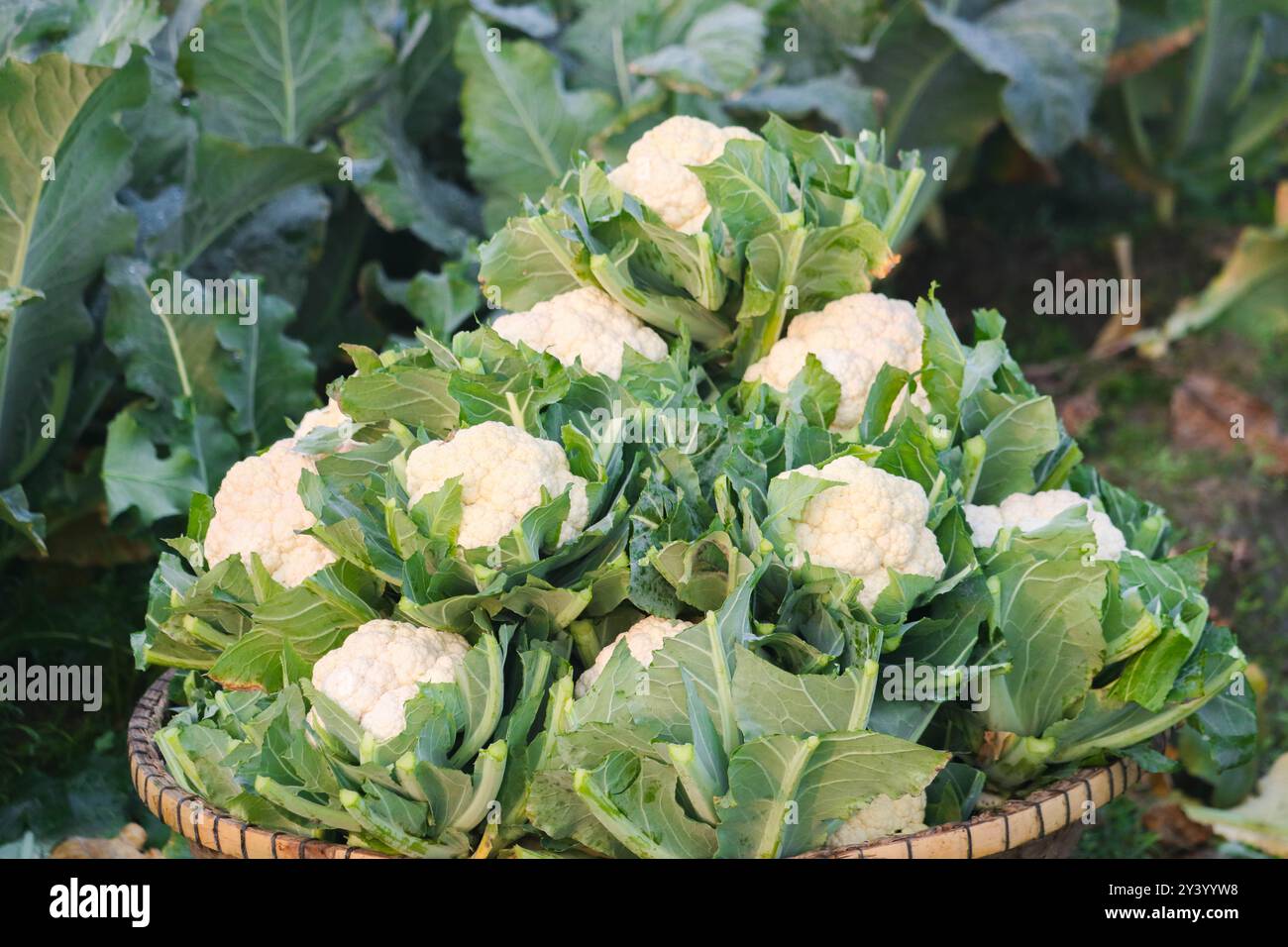 Fresh Cauliflower the vegetable in the garden,Natural Organic ...