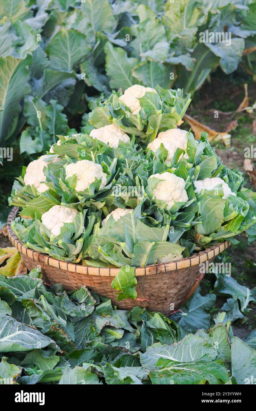 Fresh Cauliflower the vegetable in the garden,Natural Organic ...