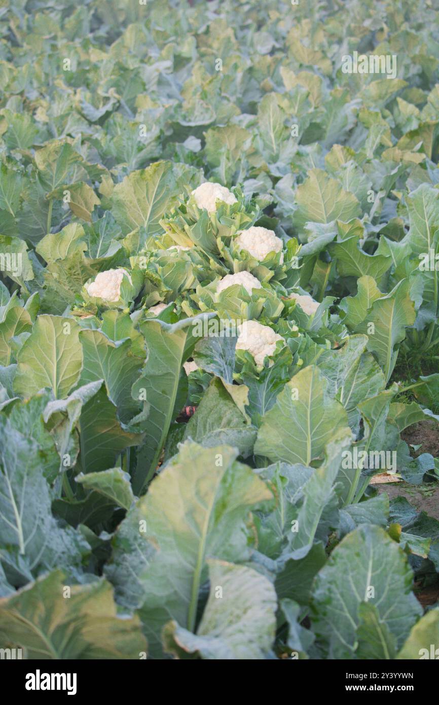 Fresh Cauliflower the vegetable in the garden,Natural Organic ...