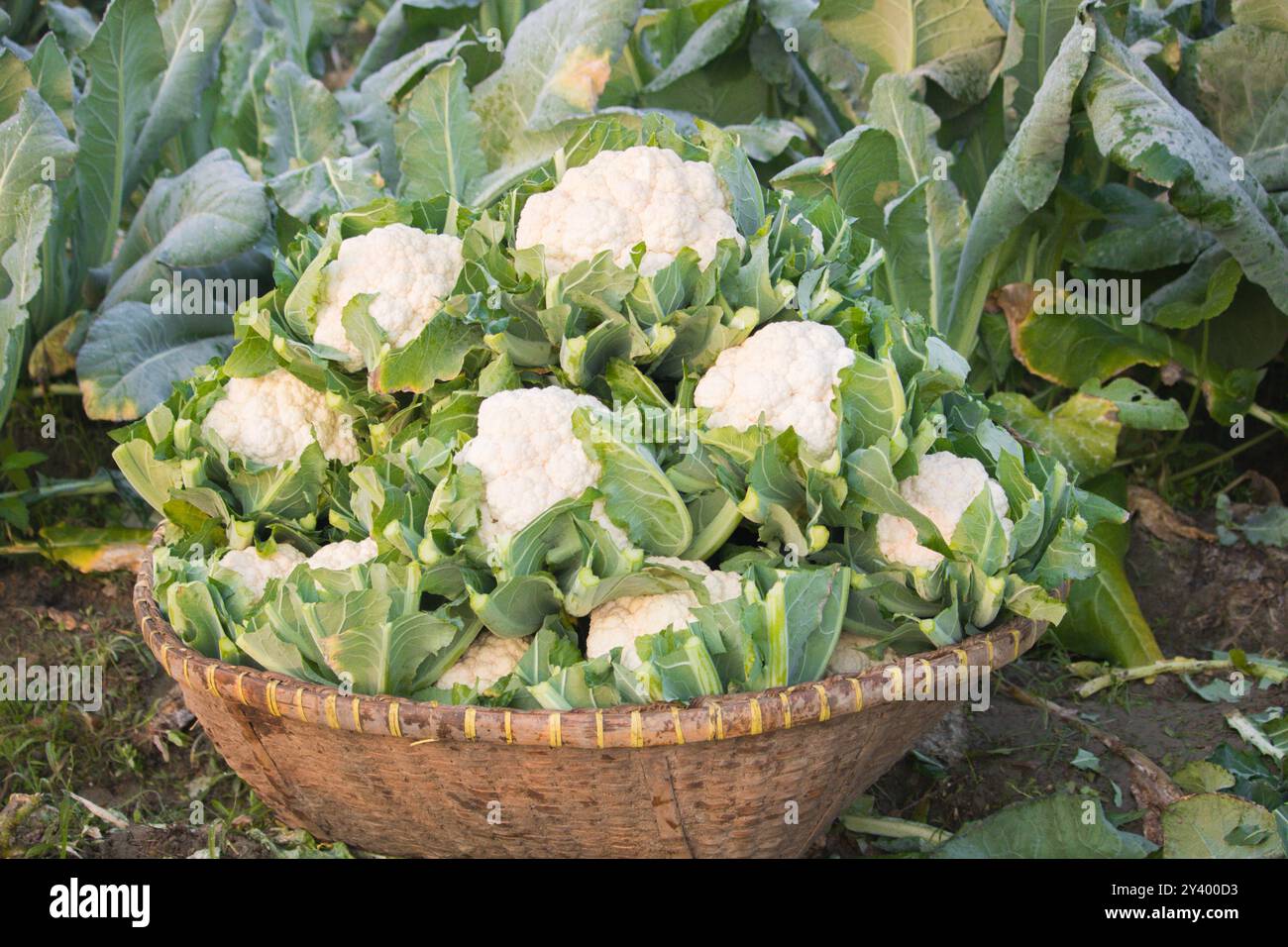Fresh Cauliflower the vegetable in the garden,Natural Organic ...
