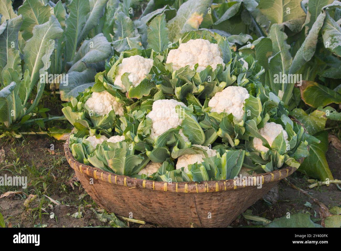 Fresh Cauliflower the vegetable in the garden,Natural Organic ...