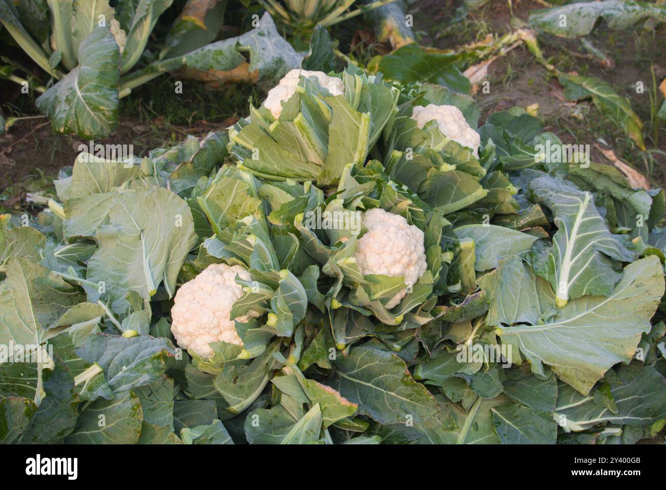 Fresh Cauliflower the vegetable in the garden,Natural Organic ...