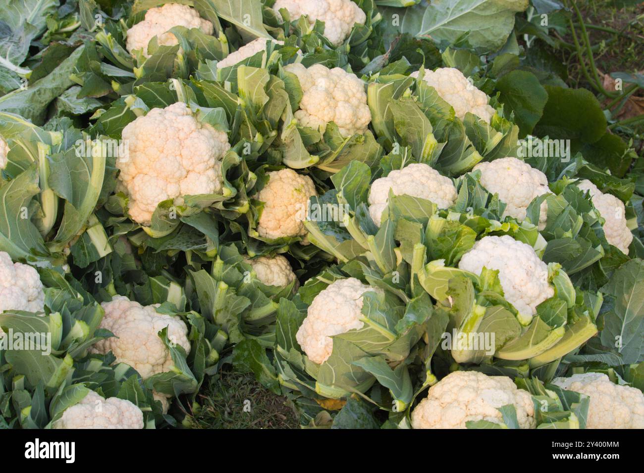Fresh Cauliflower the vegetable in the garden,Natural Organic ...