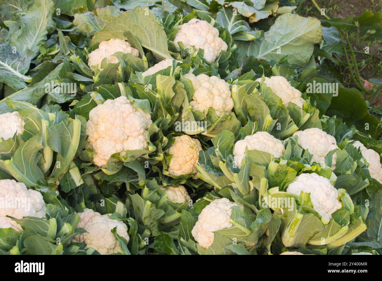 Fresh Cauliflower the vegetable in the garden,Natural Organic ...
