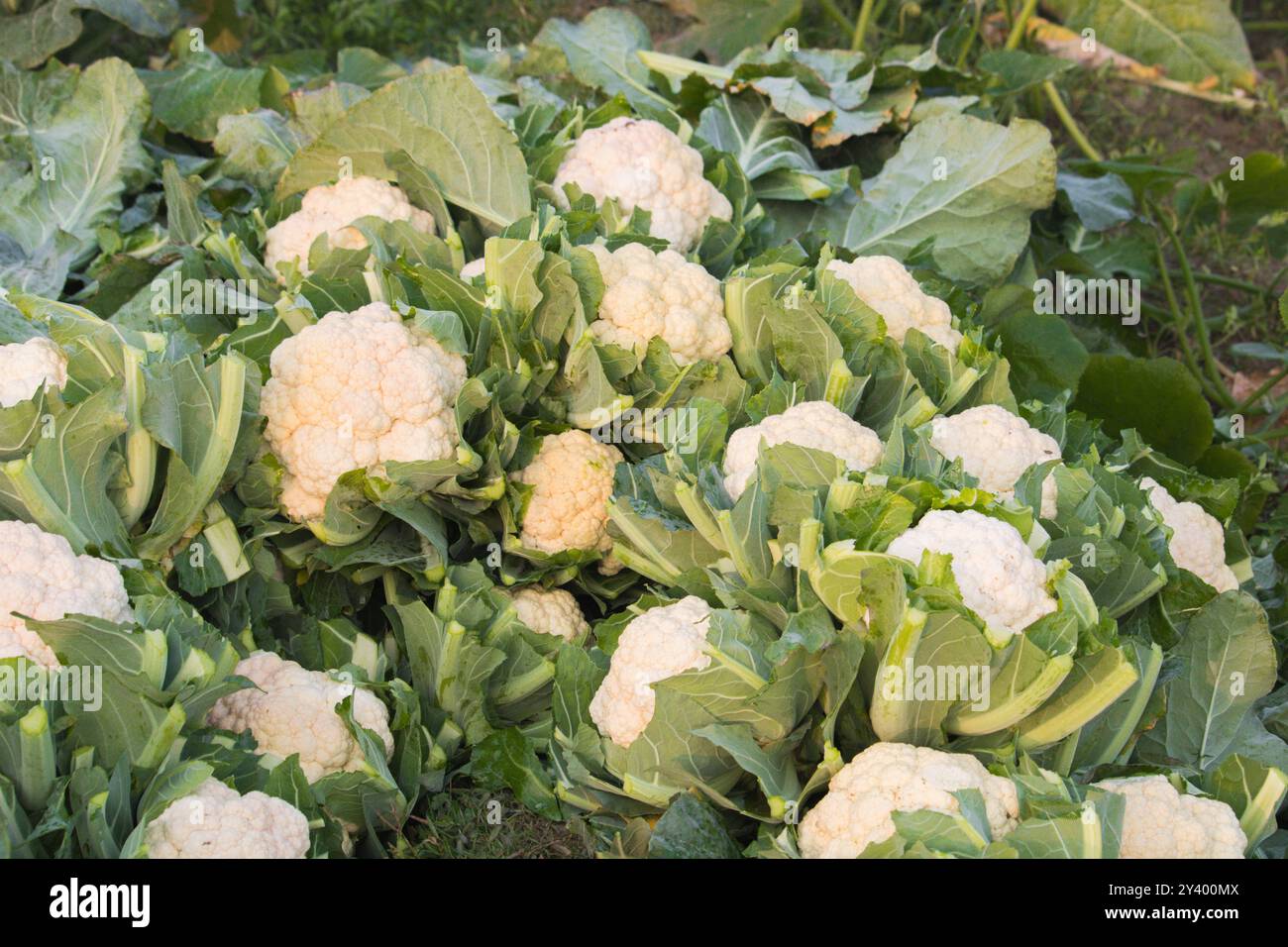 Fresh Cauliflower the vegetable in the garden,Natural Organic ...