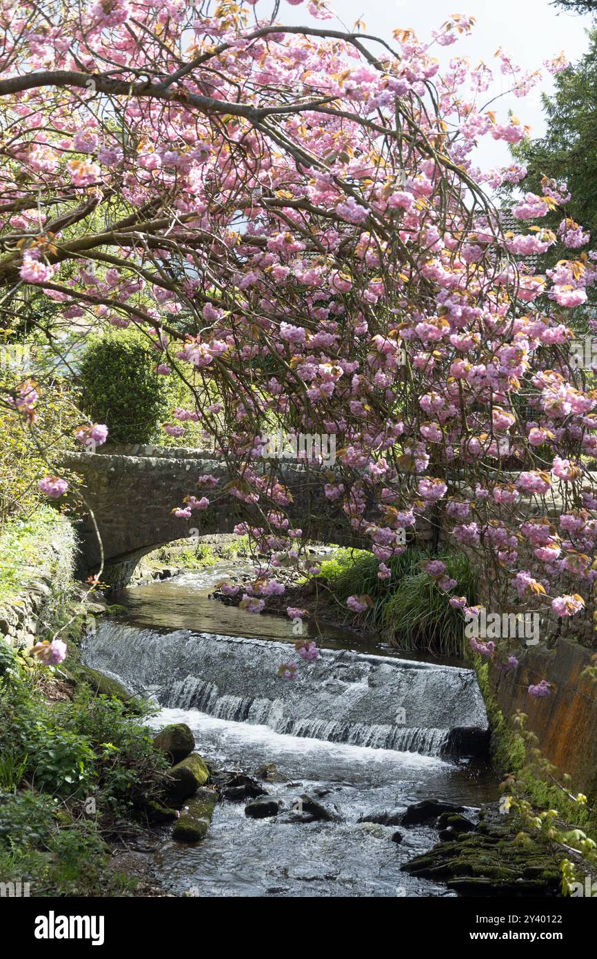 Cherry Tree flowering above the Artle Beck at Brookhouse Caton near ...