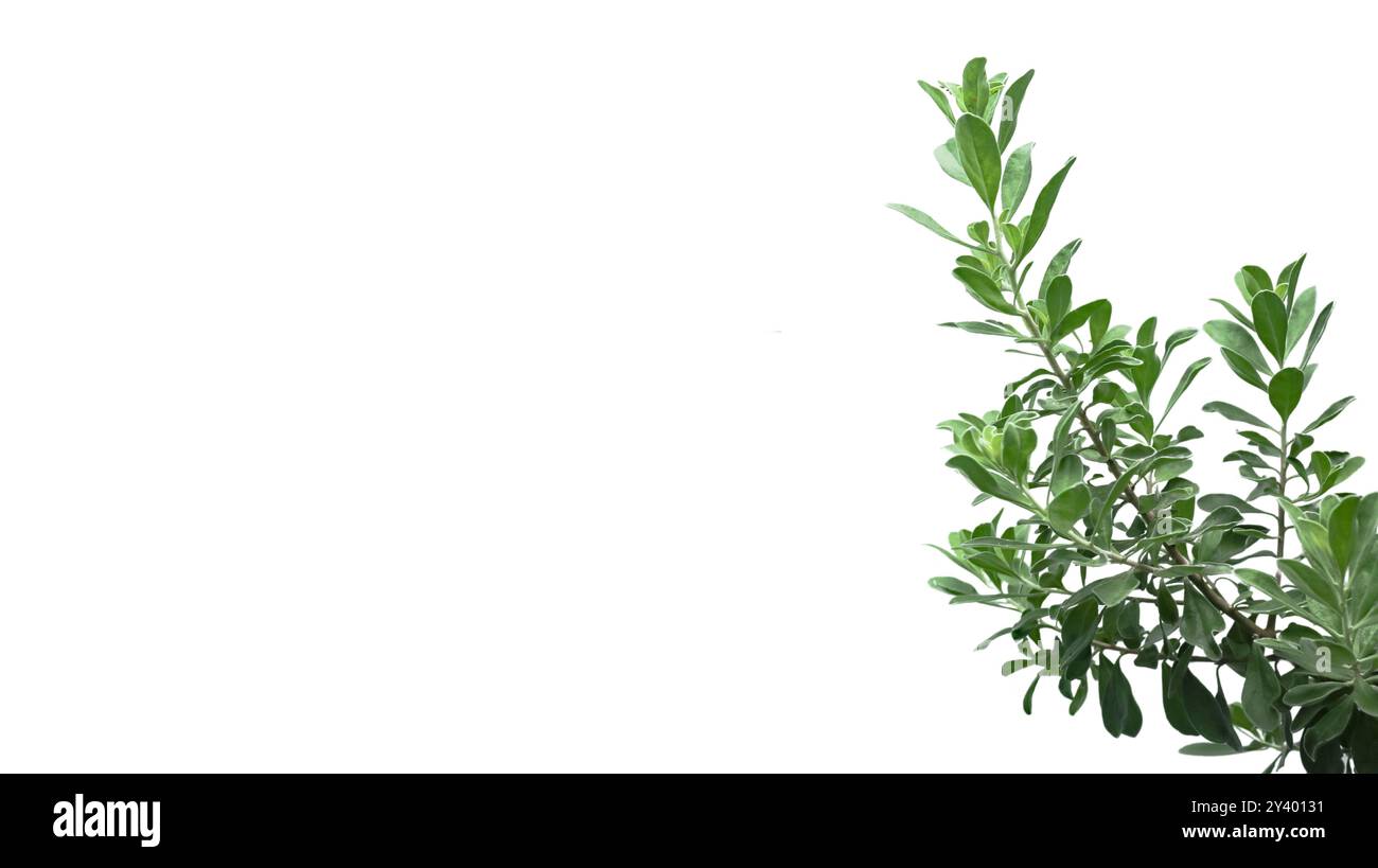 Cut out of Leucophyllum frutescens Texas Ranger plant with clipping ...