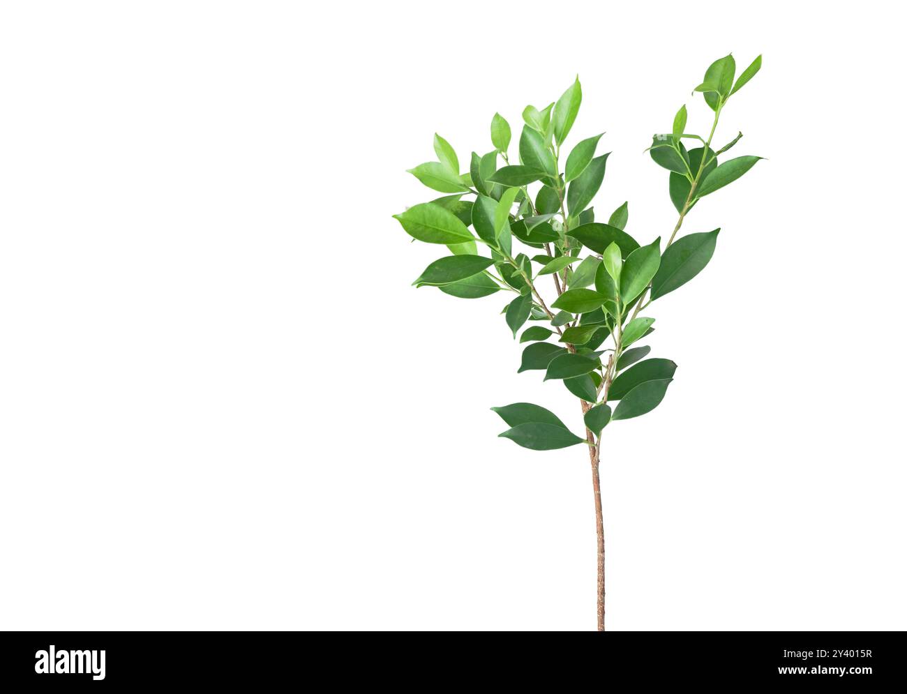 Detailed work in plant Cut Out Stock Images & Pictures - Alamy