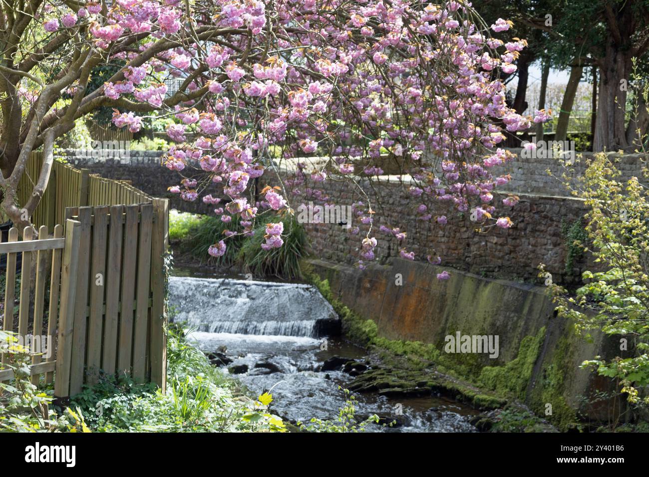 Cherry Tree flowering above the Artle Beck at Brookhouse Caton near ...