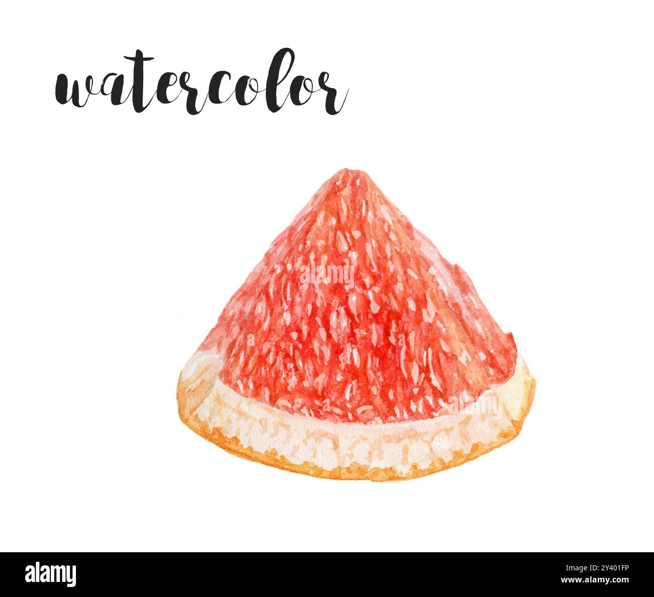 Hand-Painted Watercolor Grapefruit Slice Botanical Illustration Stock ...
