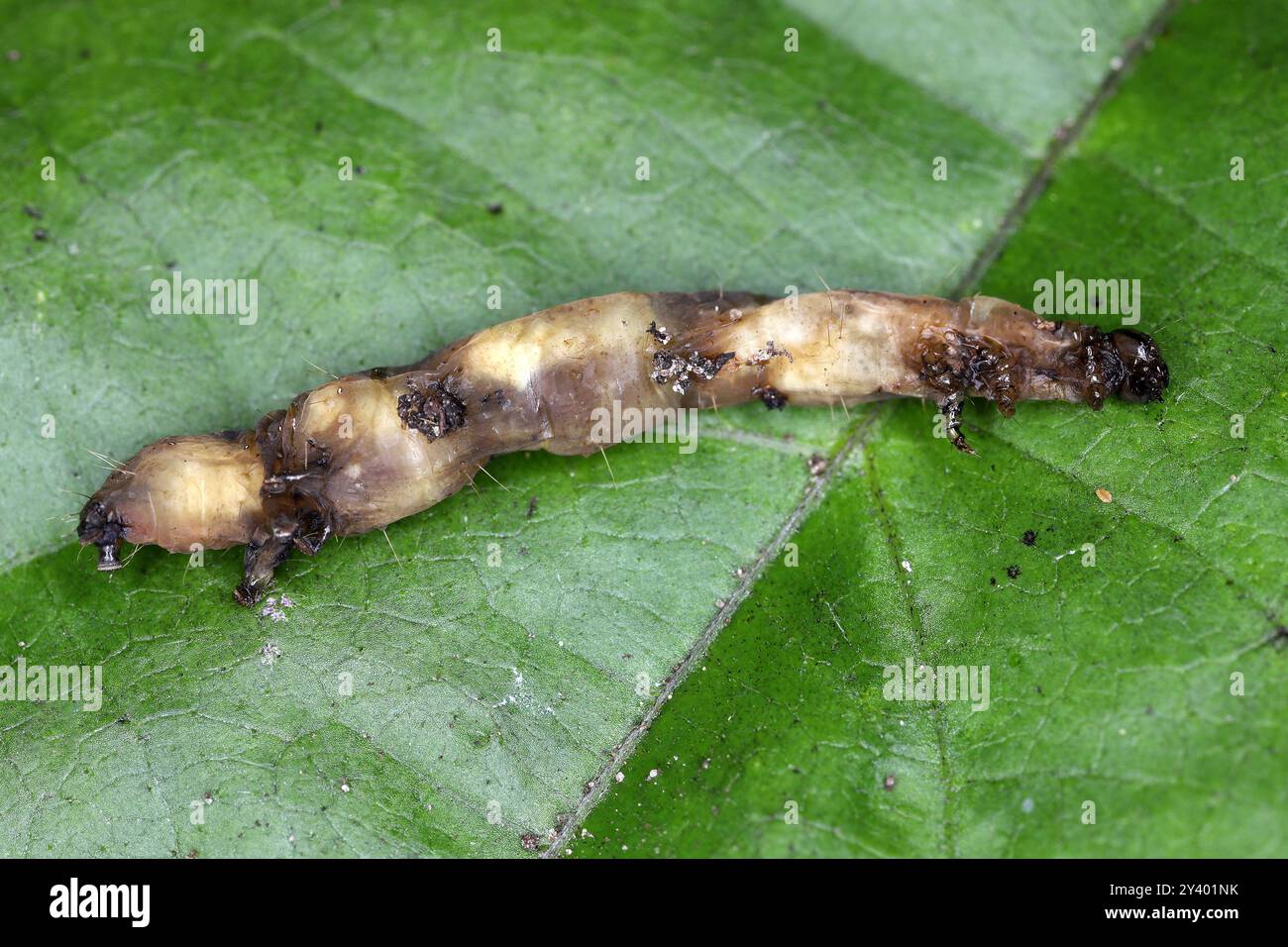 Bacillus thuringiensis bacteria hi-res stock photography and images - Alamy