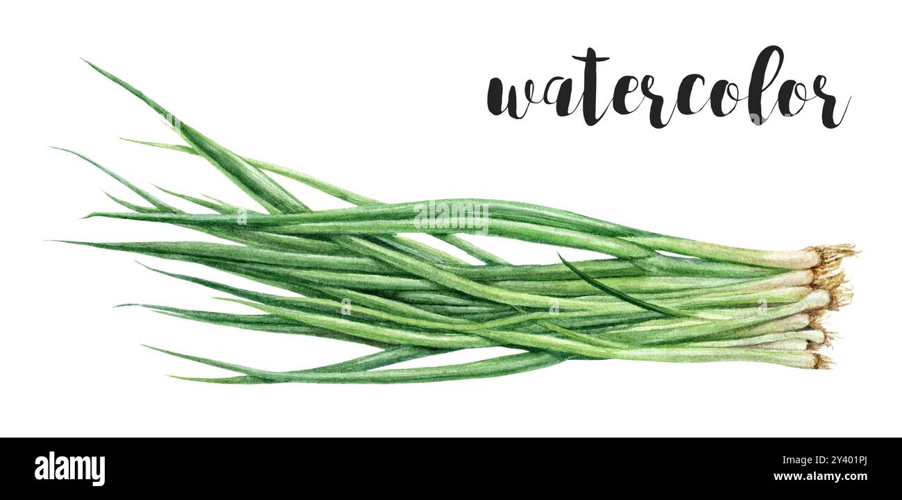 Hand-Painted Watercolor Green Onion Botanical Illustration Stock Photo ...