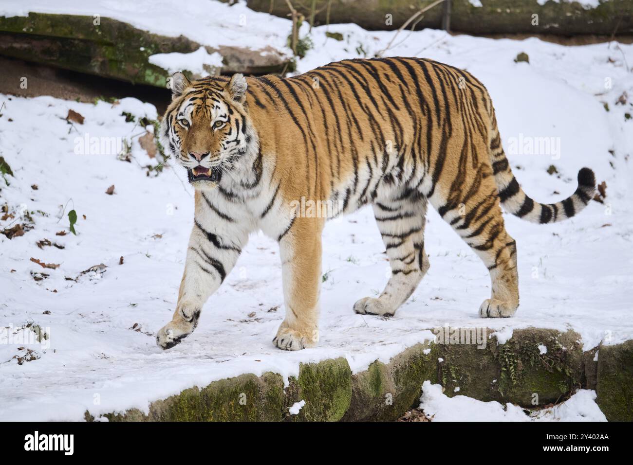 Siberian tiger (Panthera tigris altaica) walking in the snow in winter ...