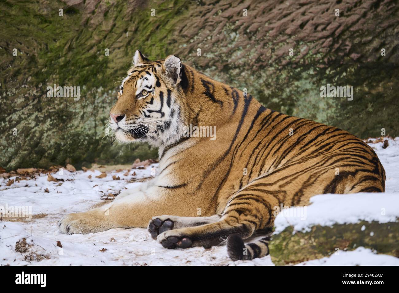 Siberian tiger (Panthera tigris altaica) lying in the snow in winter ...