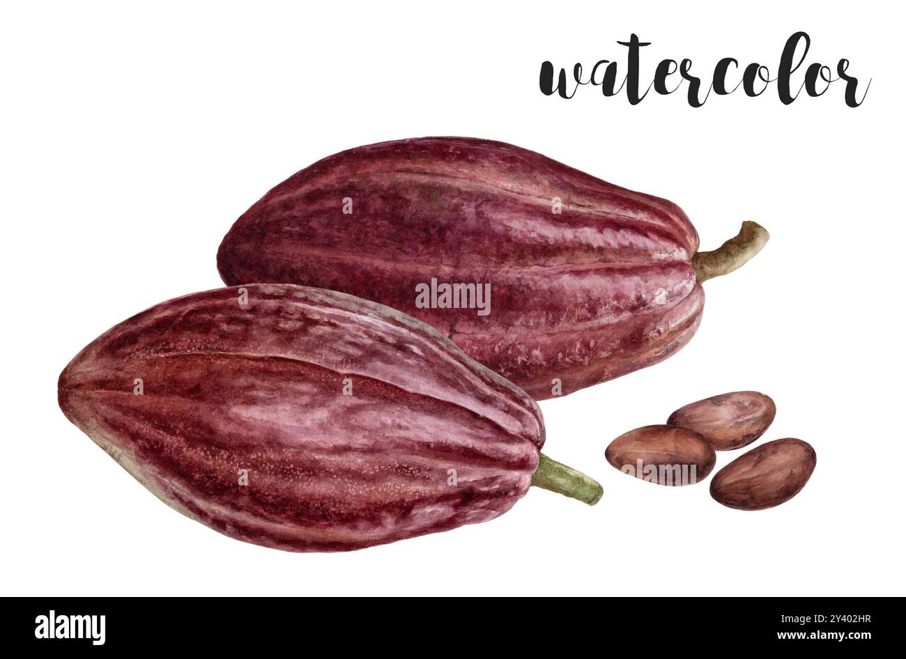 Cocoa fruit illustration hi-res stock photography and images - Alamy