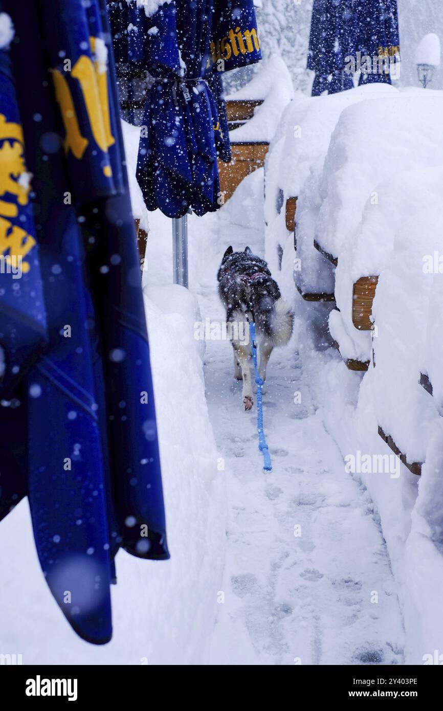 Winter onset, snow, September, alpine pasture, hut, mountains, hike ...