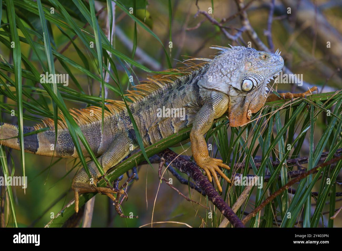 Common green iguana (Iguana iguana), Wakodahatchee Wetlands, Delray ...