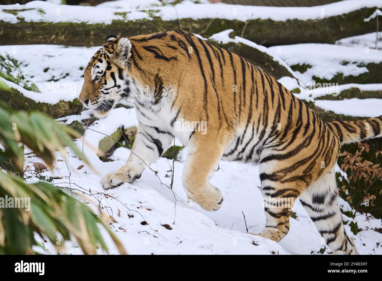 Siberian tiger (Panthera tigris altaica) walking in the snow in winter, captive, Germany, Europe ...