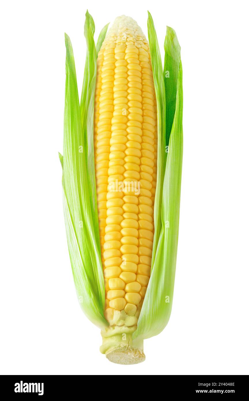 One ear of sweet corn with leaves isolated on white Stock Photo - Alamy