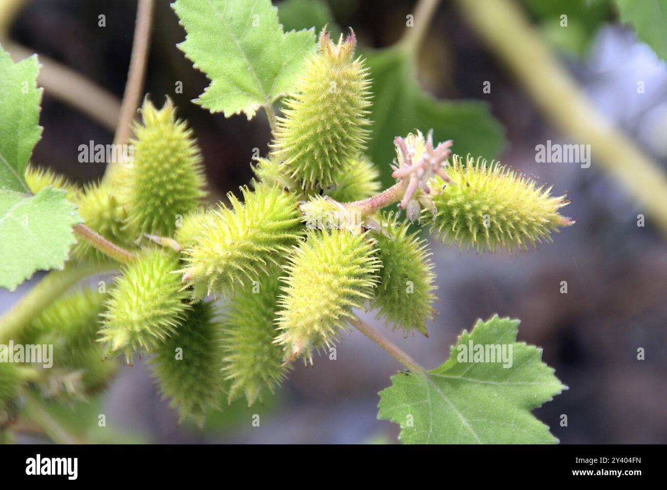 Rough cockleburs hi-res stock photography and images - Alamy