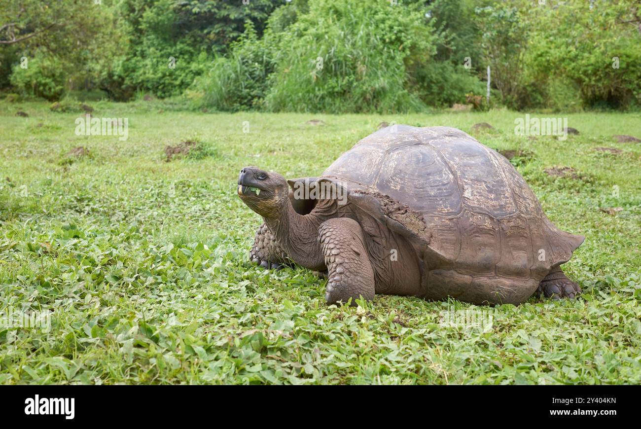 Grazing galapagos giant tortoise, selective focus, Galapagos Islands ...