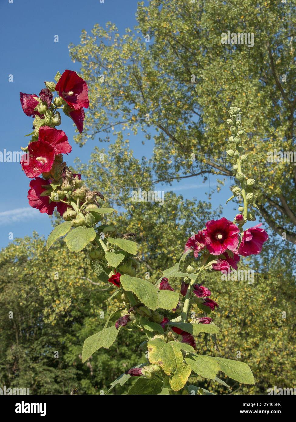 Tall plant with large red flowers and green leaves in front of a tree ...