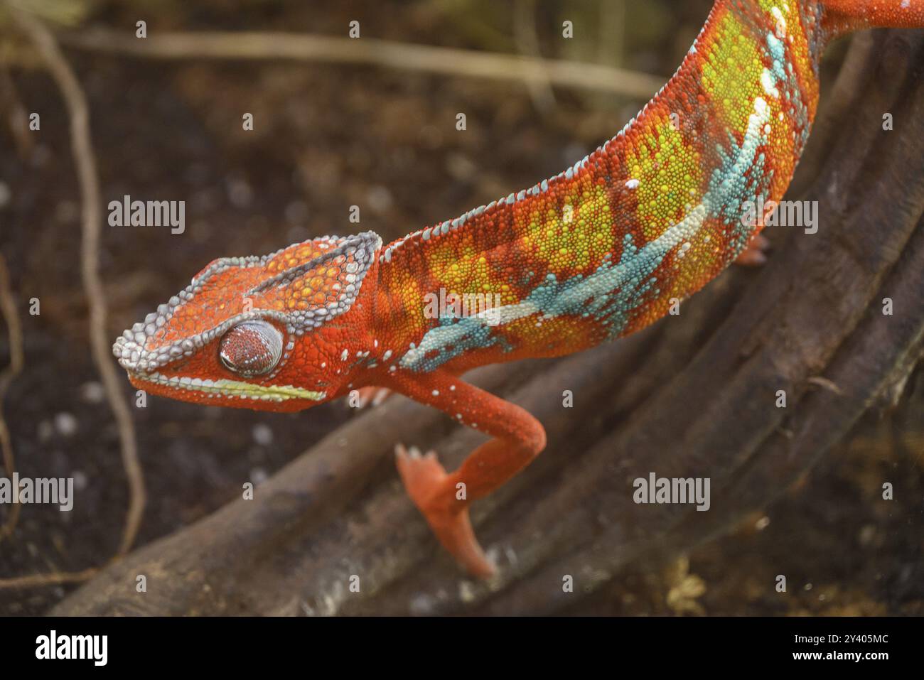 A chameleon in striking orange and red with green and blue spots ...