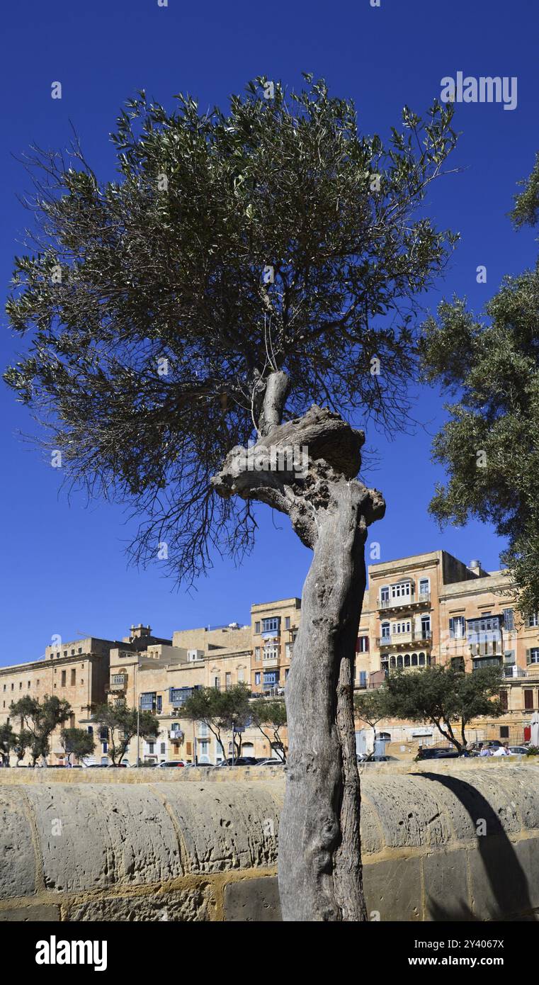 Olive Tree in the Old Town of Valletta, the Capital of Malta Stock ...