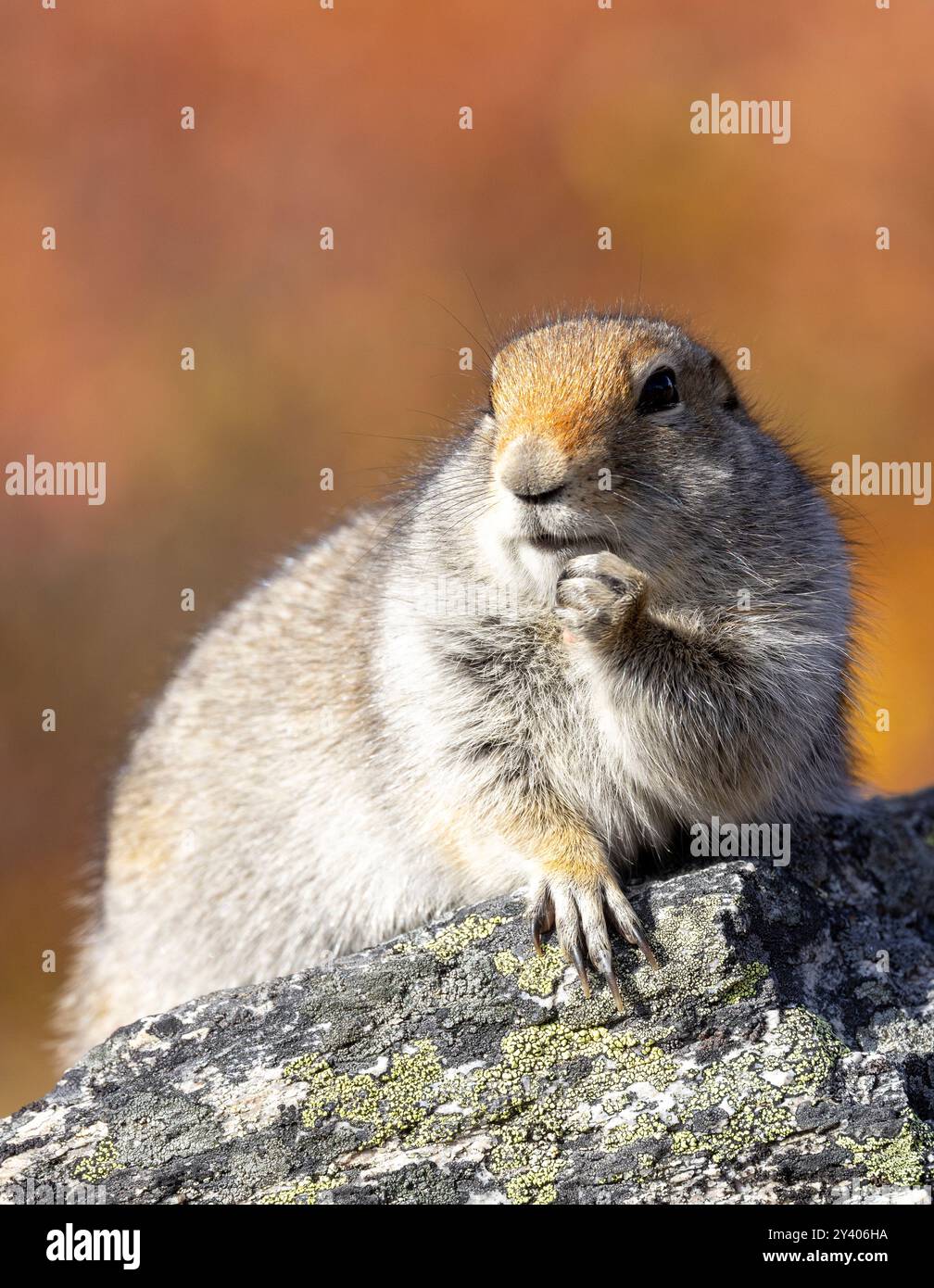 Cute Arctic ground Squirrel in Denali National Park Alaska in Autumn ...