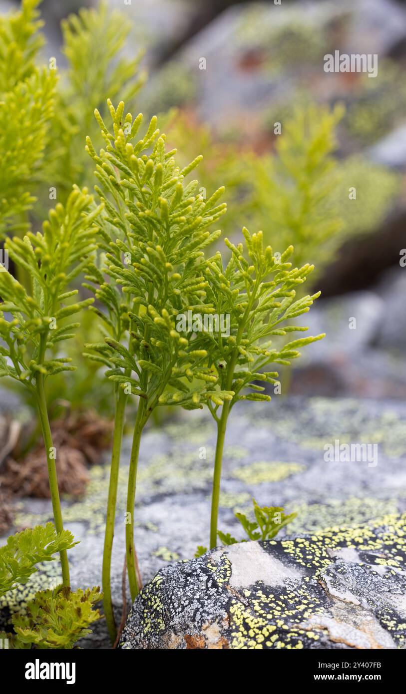 Parsley fern cryptogramma crispa hi-res stock photography and images ...