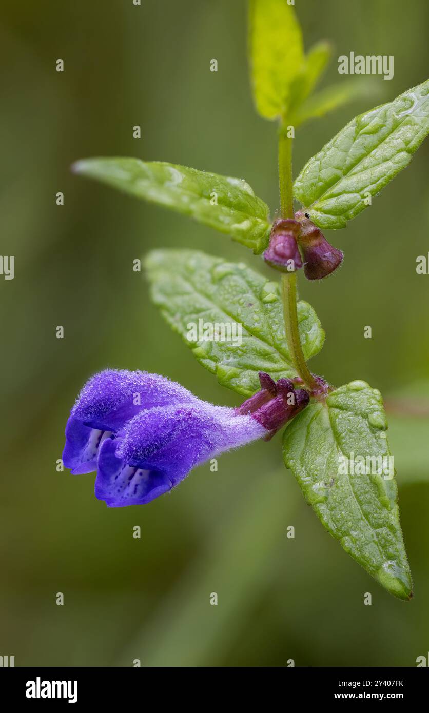 Common scullcap hi-res stock photography and images - Alamy