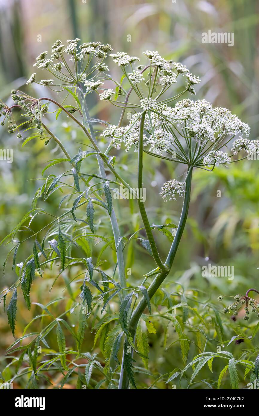 Northern water hemlock Stock Photo - Alamy