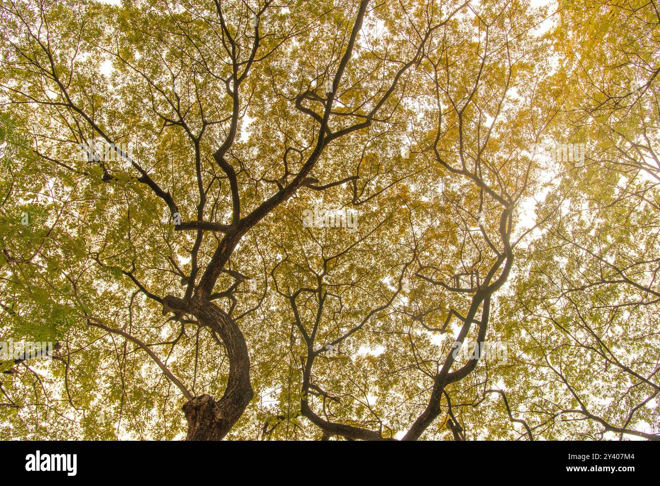 two trees with yellow leaves with large branching branches. towering ...