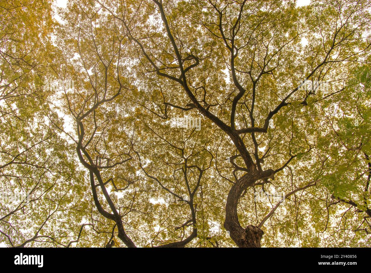 tall leafy trees towering. trees that grow in summer for cool shade ...