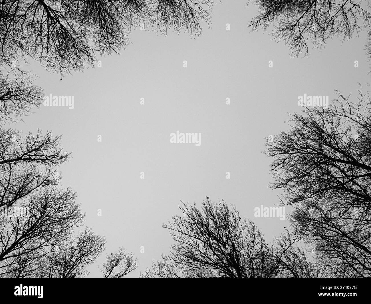 Branches framing hi-res stock photography and images - Alamy
