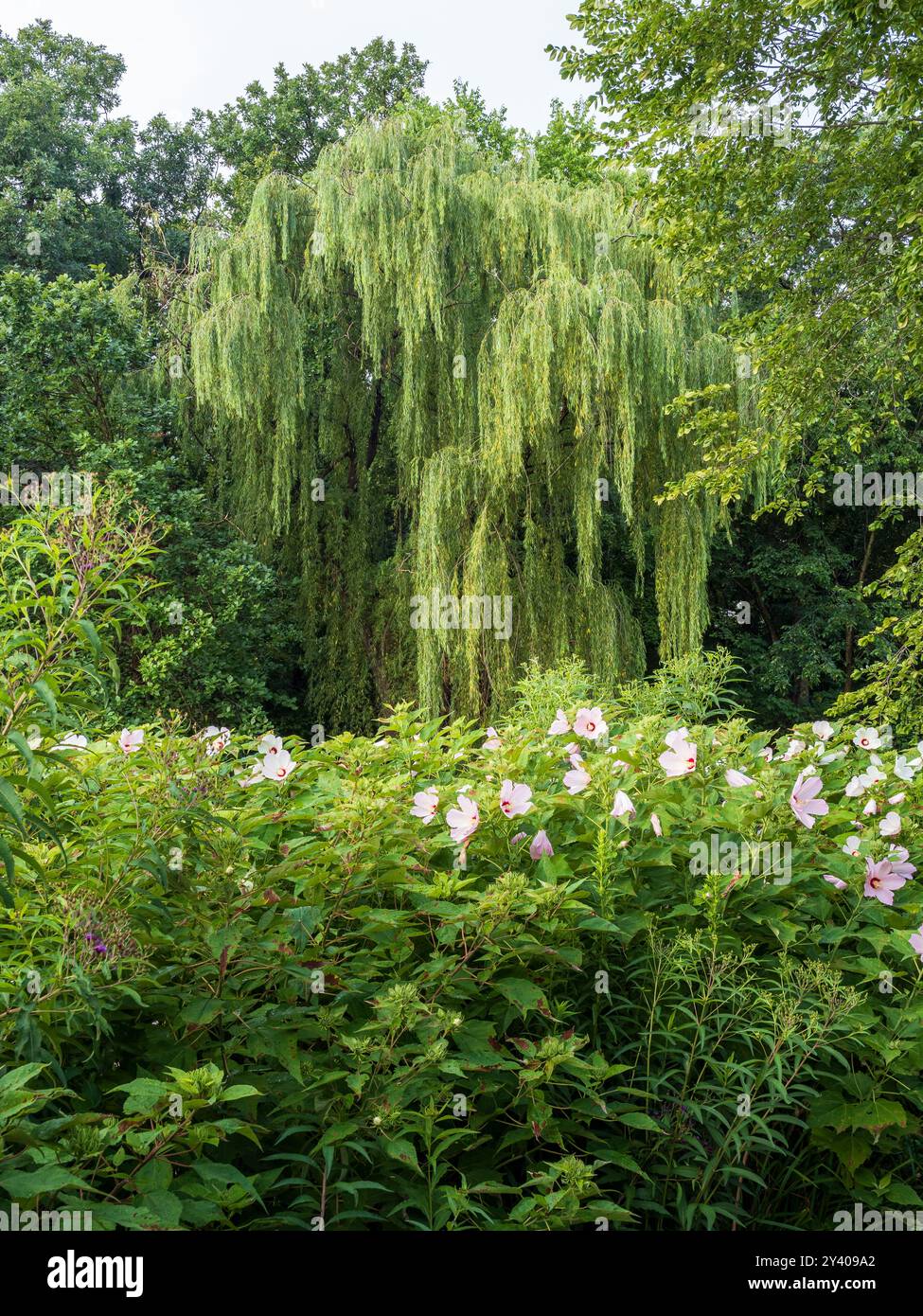 A picturesque scene of a weeping willow tree (Salix babylonica ...