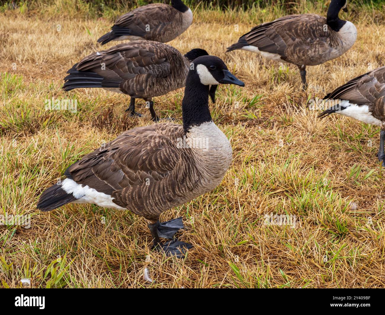 A flock of Canada geese, Branta canadensis, foraging for food in a ...