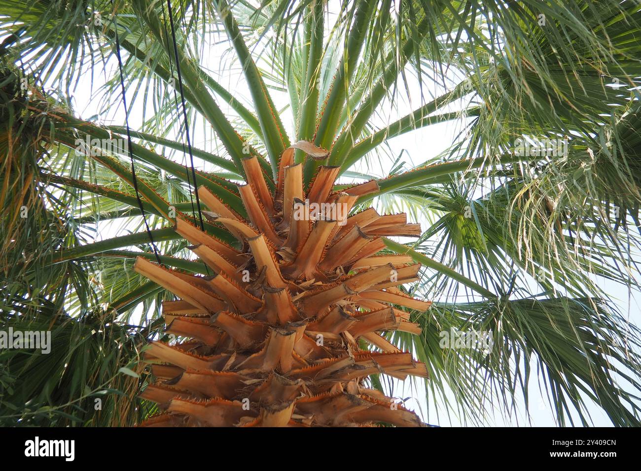 The Arecaceae is a family of perennial, flowering plants in the monocot ...