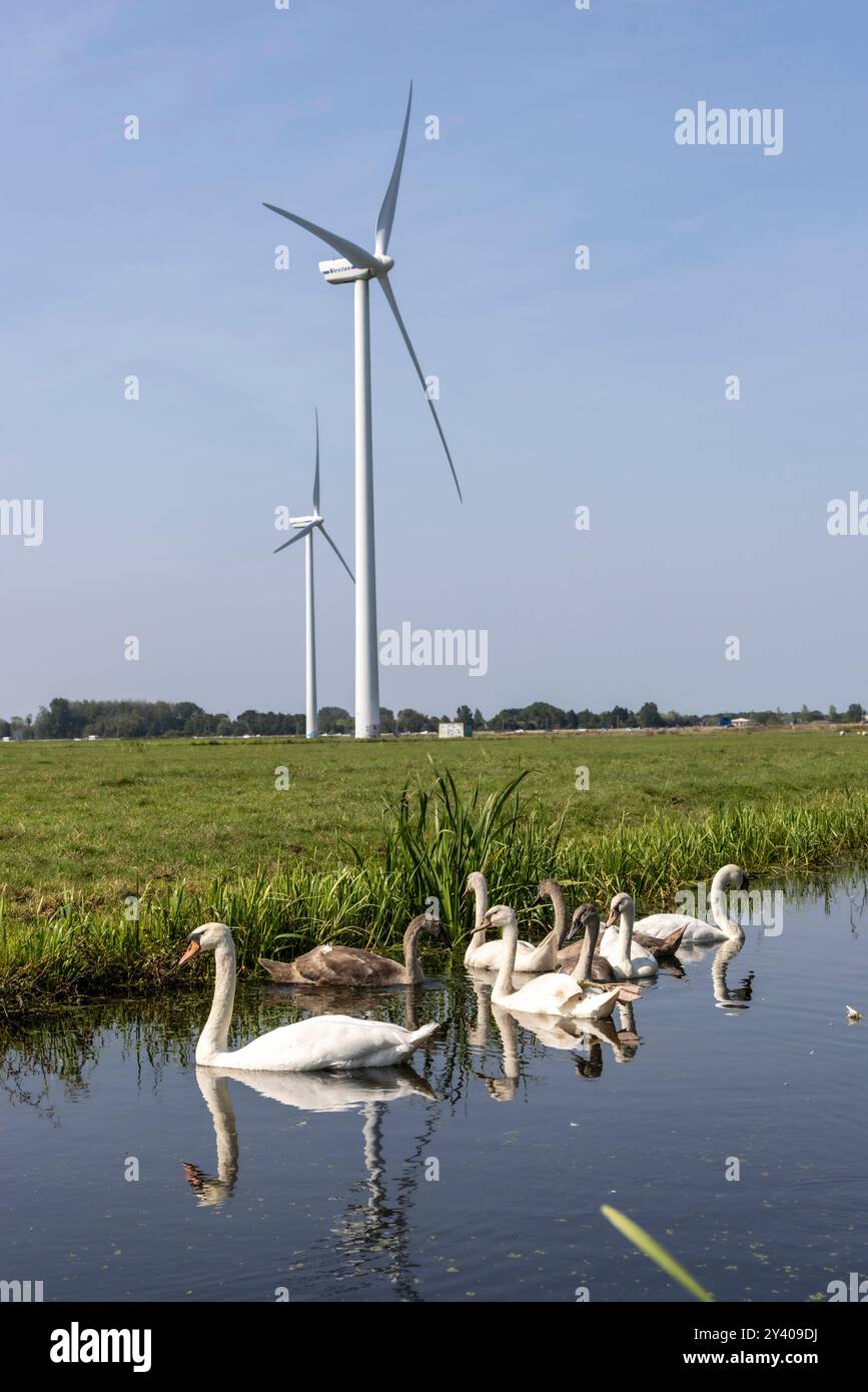 Swan family in front of a wind turbine in the Netherlands Stock Photo ...