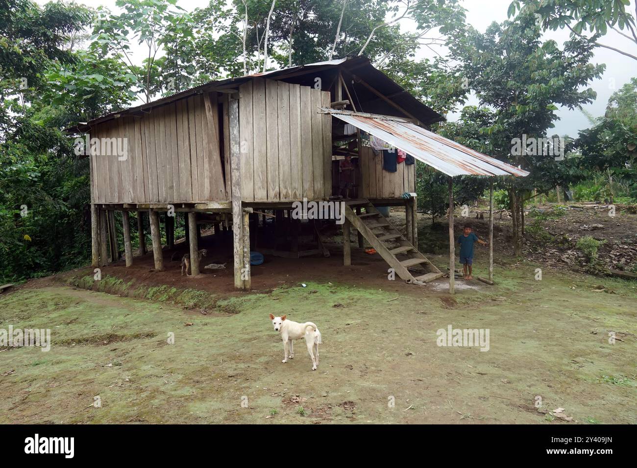 Kichwa village near Napo river, Amazon rainforest, Yasuní National Park ...