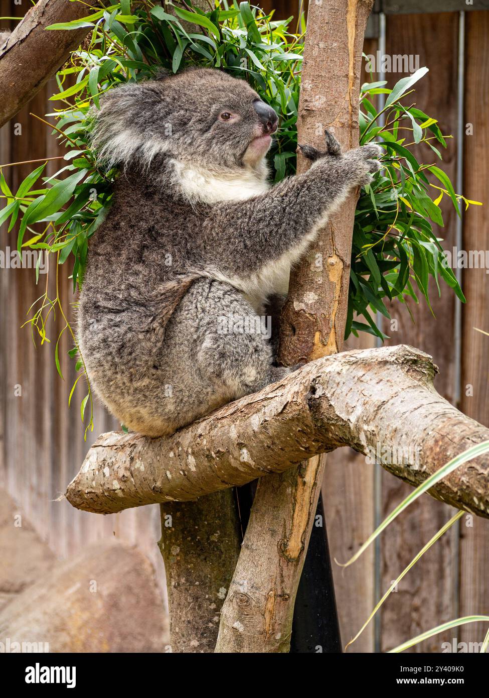 Awake koala hi-res stock photography and images - Alamy