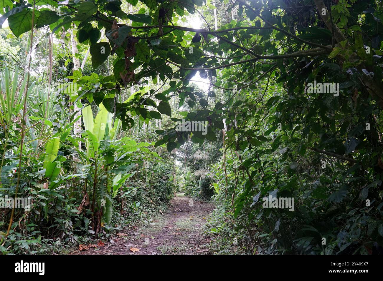 Amazon rainforest, Yasuní National Park, Ecuador, South America Stock ...