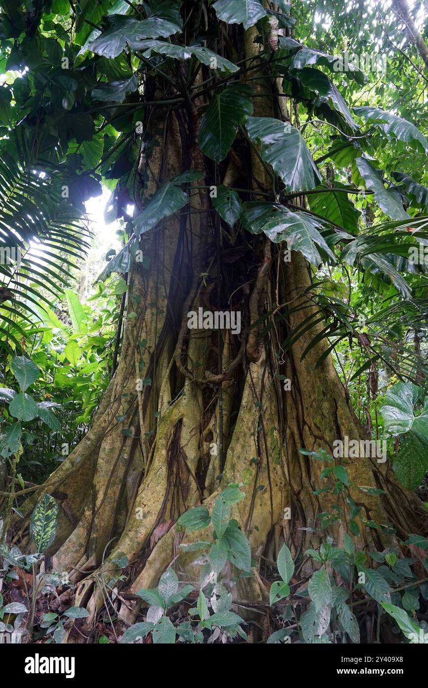 Amazon rainforest, Yasuní National Park, Ecuador, South America Stock ...