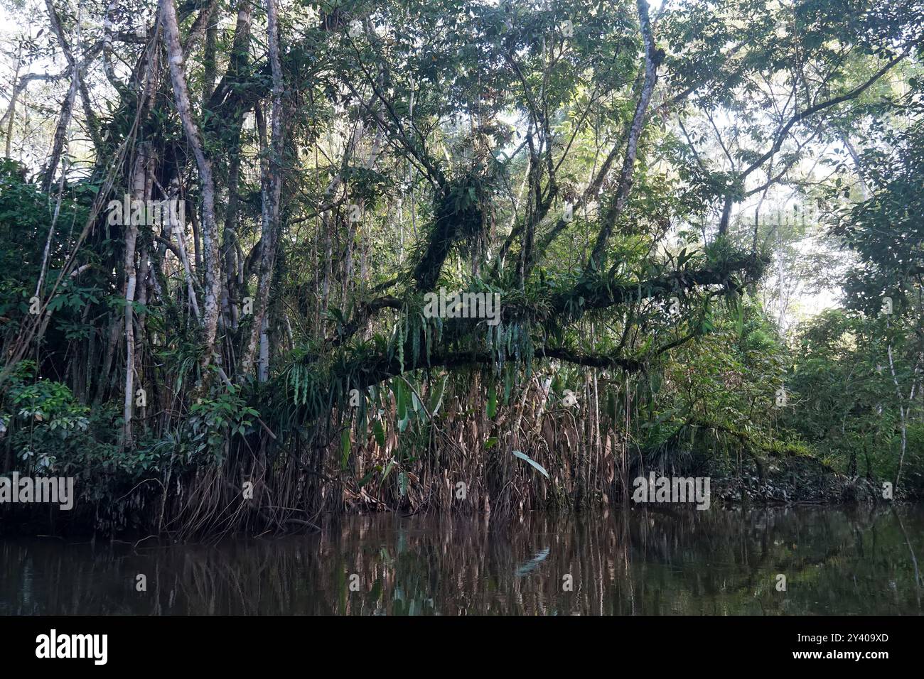 Amazon rainforest, Yasuní National Park, Ecuador, South America Stock ...
